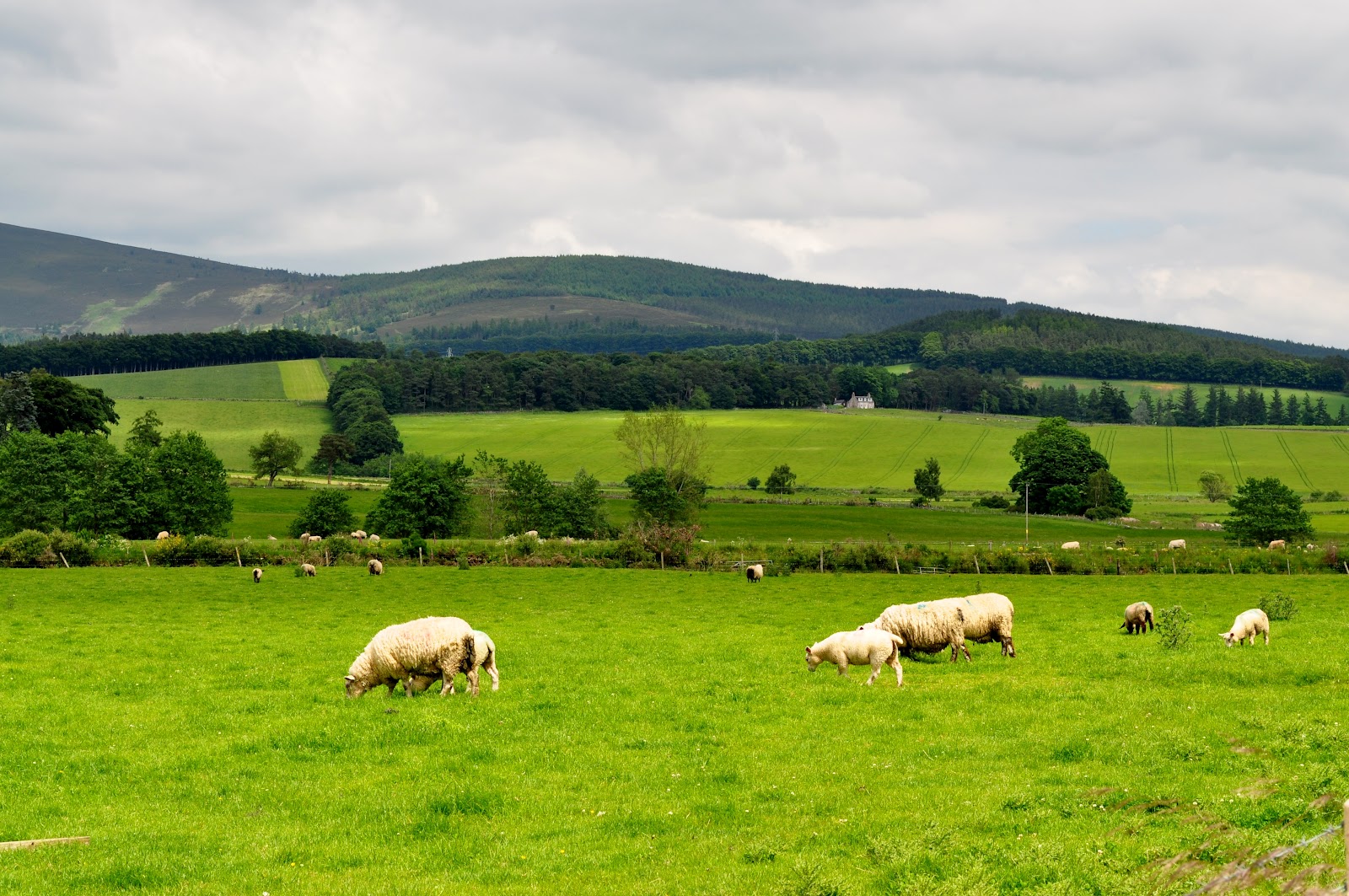 The Aberdeen Wife: The Sheep Whisperer