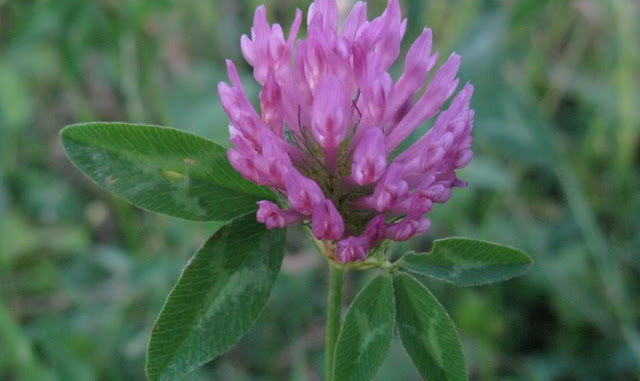 Ljekovitost crvene djeteline ~ IZABERI MENE