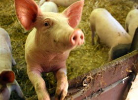 Polish Classic Cooking: Comforting Pork Chops - Polish Style