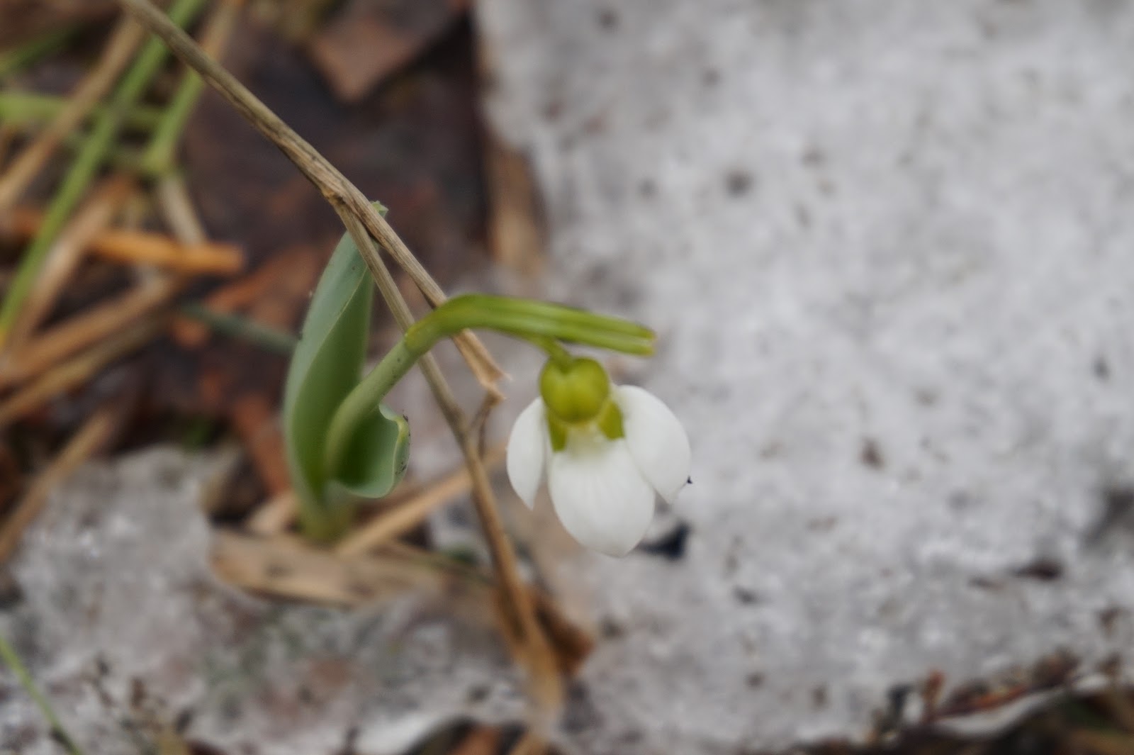 Oma tupa, tontti ja lupa: Lumikellojen laskenta alkoi