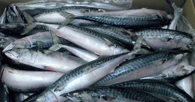 Mackerel Canned Fish, Mackerel Tomato Sauce, Mackerel Tin Fish, Price ...