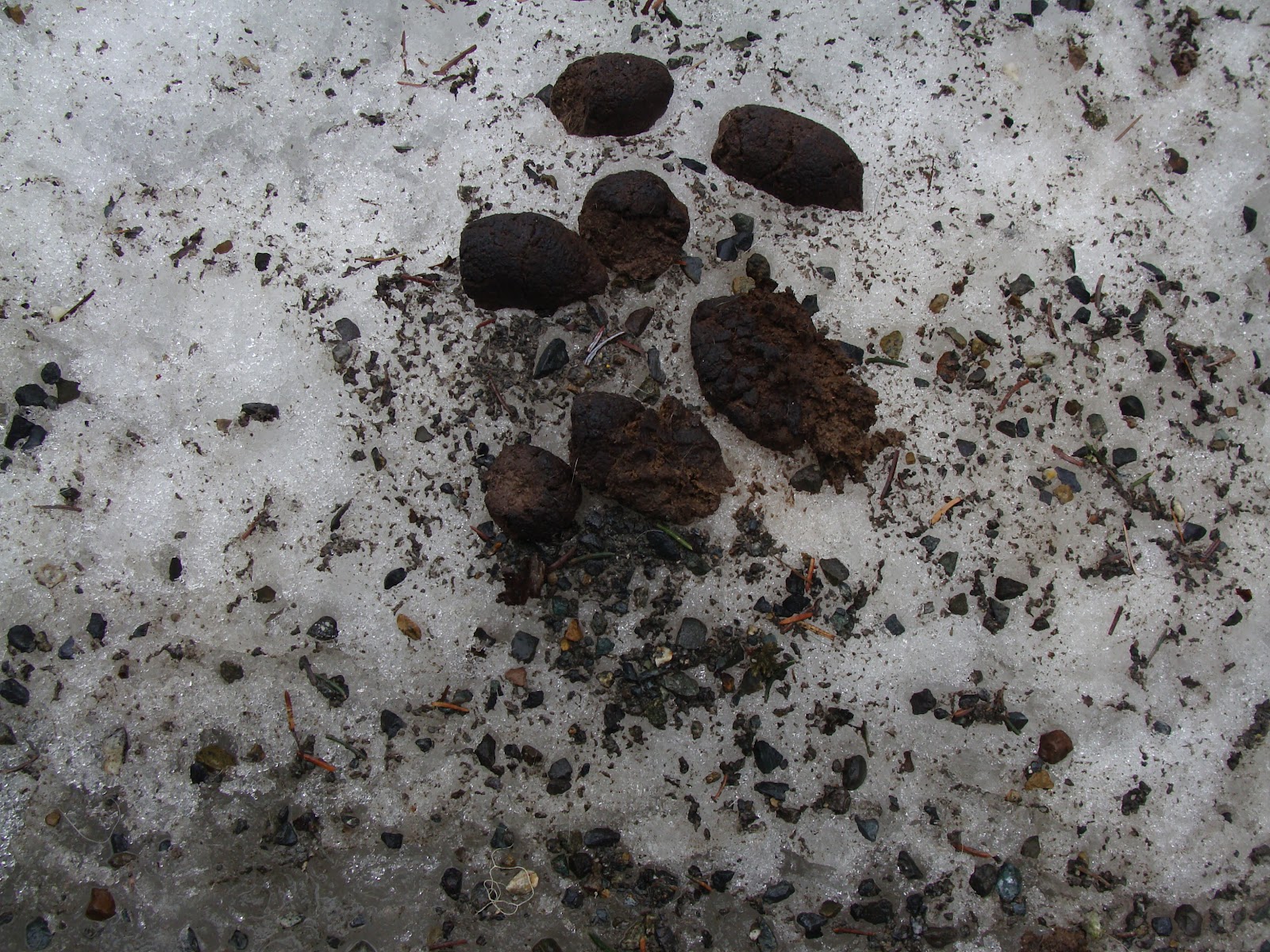 Dog Turds of Alaska
