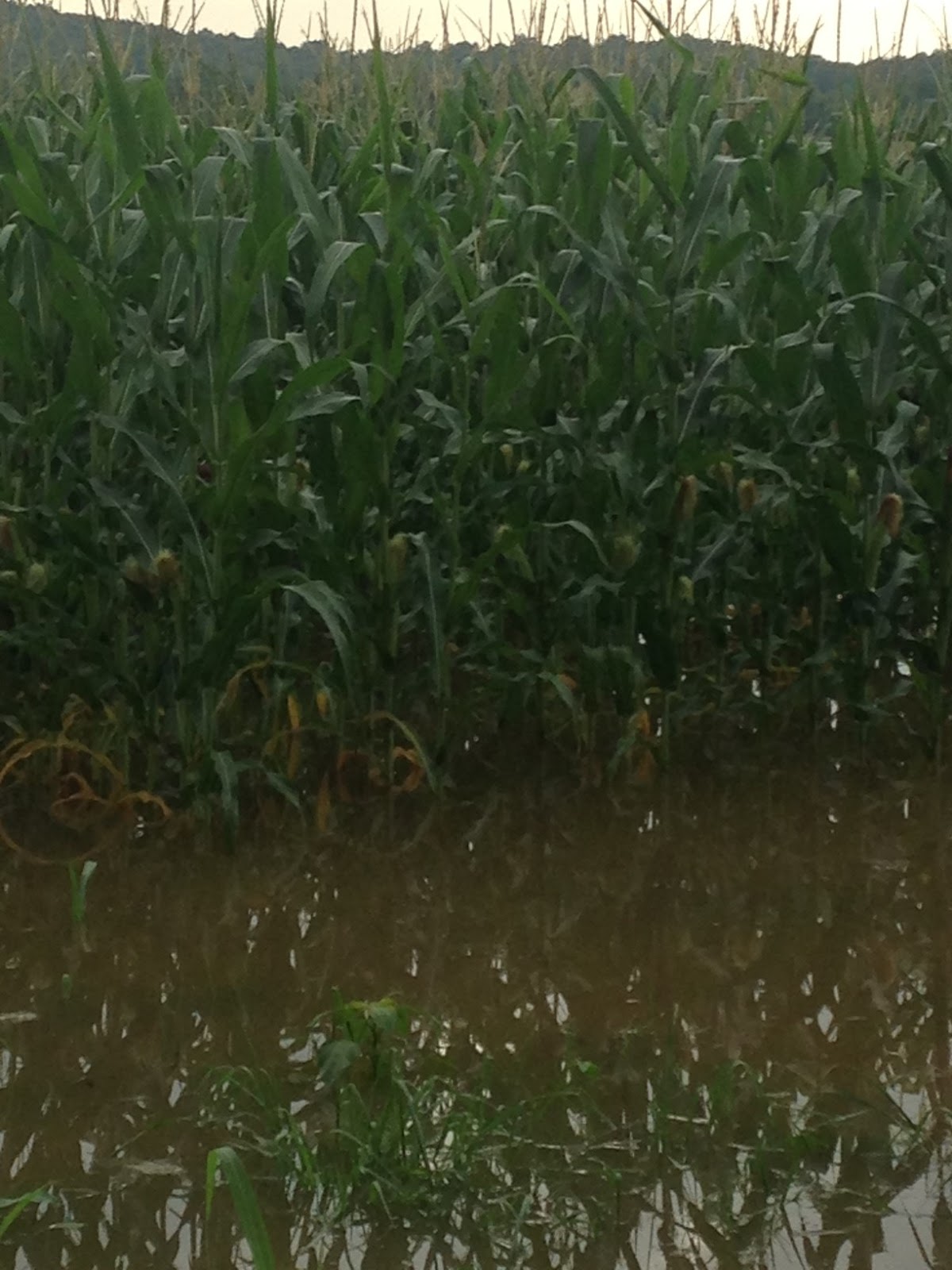 Grain Crops Update: Flooded Corn and Chance for Survival