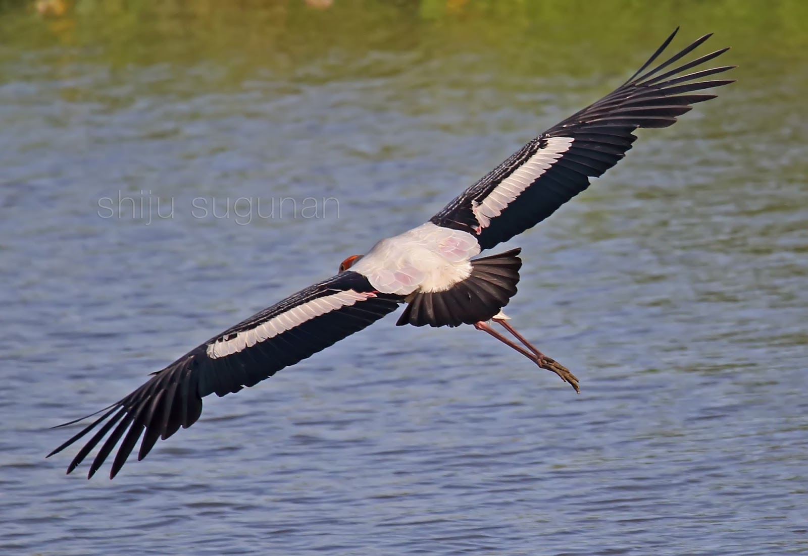 Cranium Bolts: Of birds, butterflies and broccoli