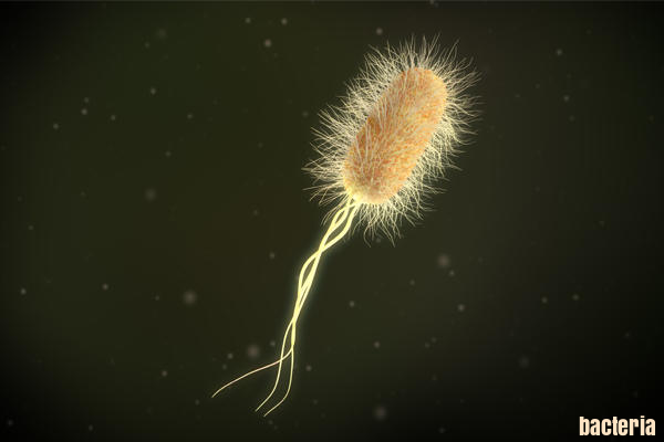 Salmonella Typhimurium and food poisoning ~ Medical Microbiology