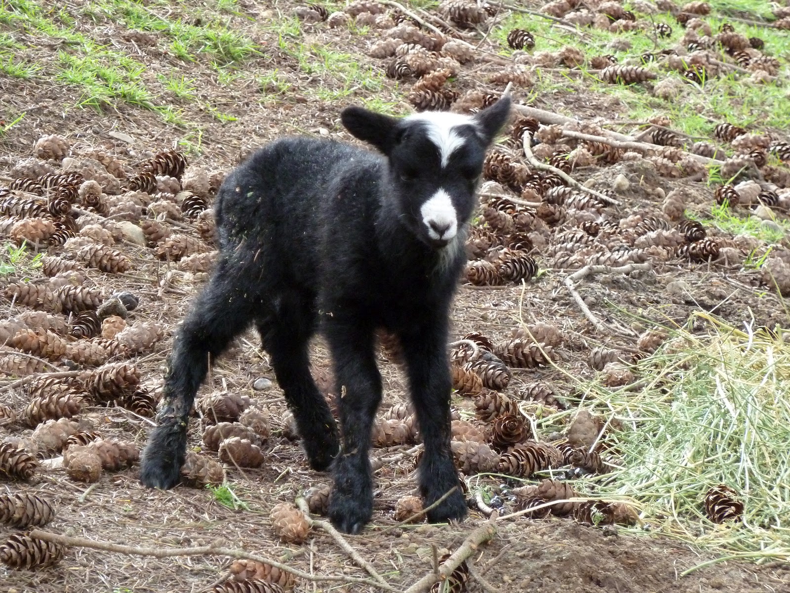 Woodland Creek Farm Soay Sheep