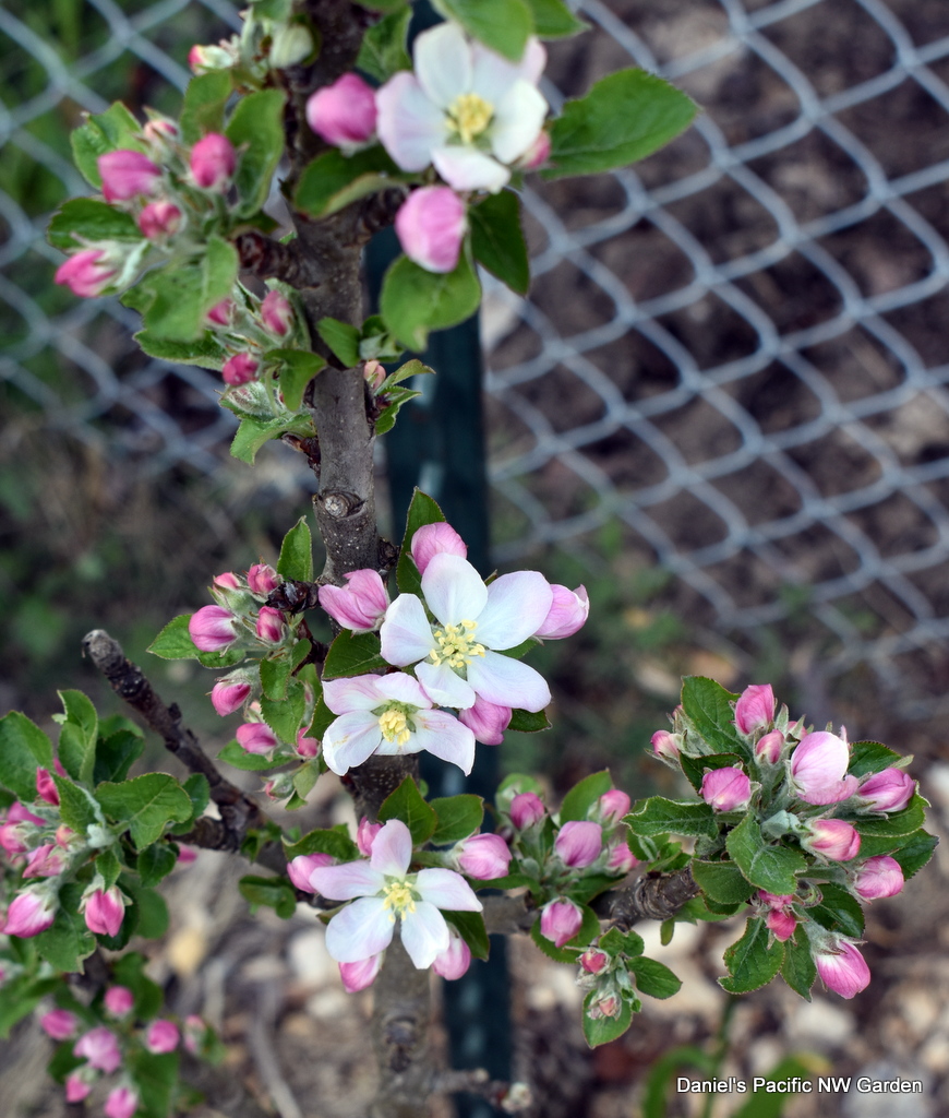 Daniel's Pacific NW Garden: First Apple Blossoms. Redlove Era and Urban ...