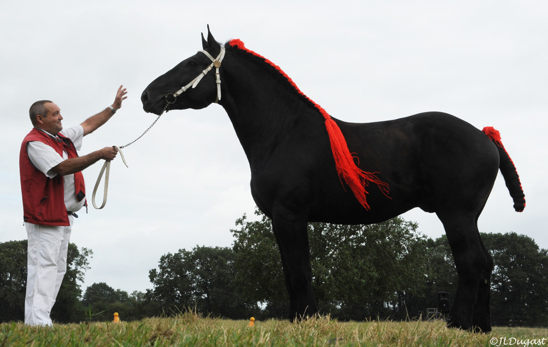 Percheron International: Le Percheron À La Fête