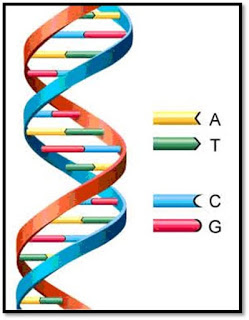BIOLOGÍA 9° - ADN.