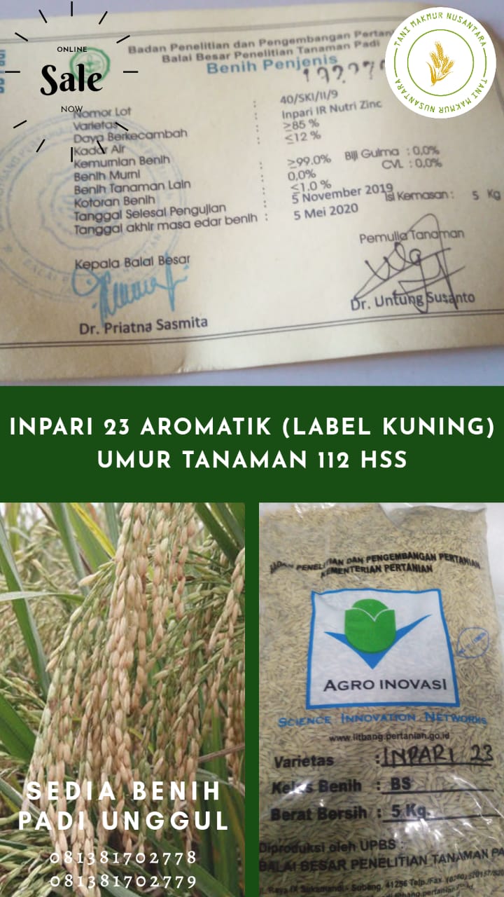 BENIH PADI INPARI 23 AROMATIK LABEL KUNING - Tani Makmur Nusantara