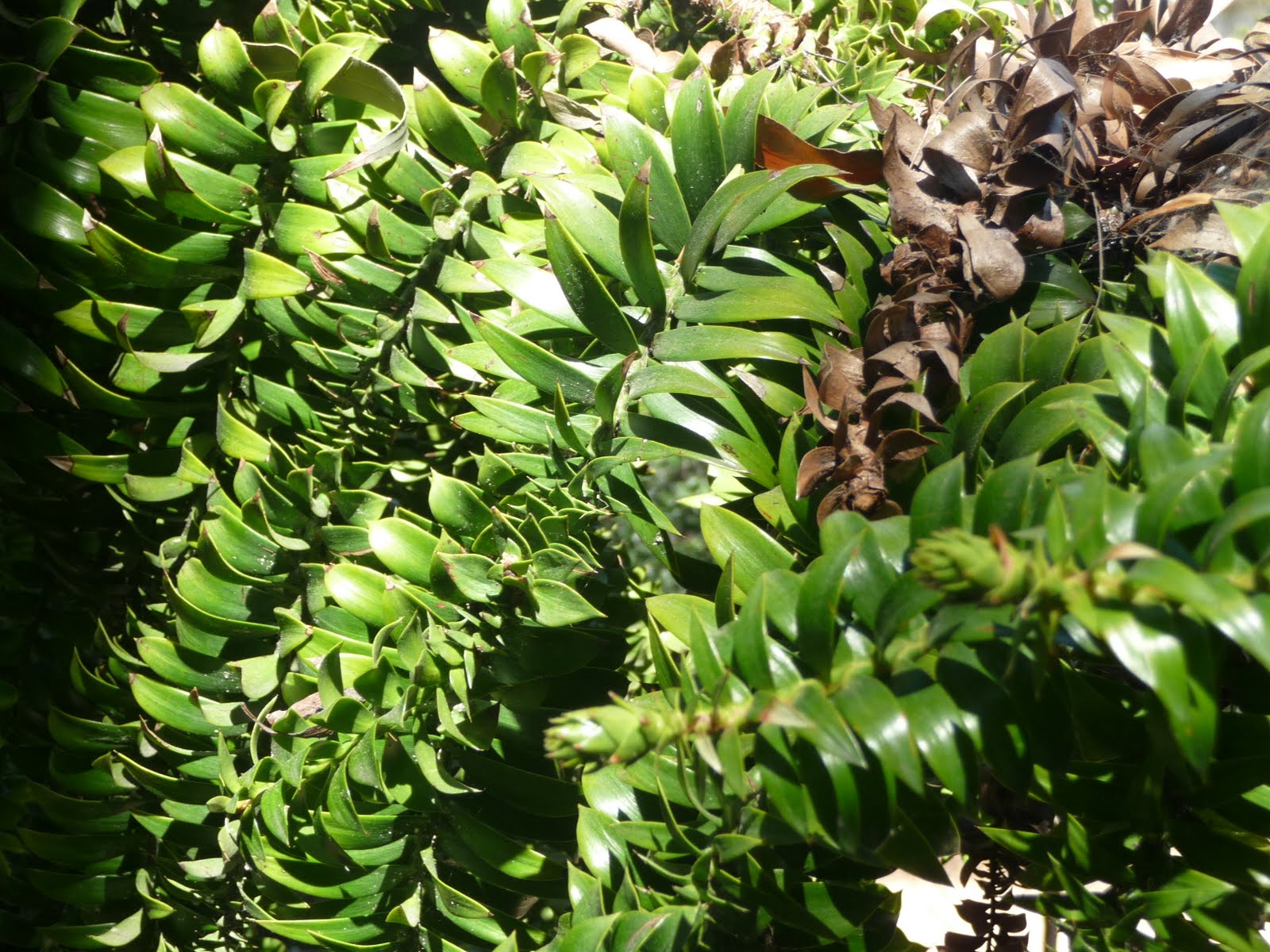 Virtual Plant Collection: Bunya Bunya