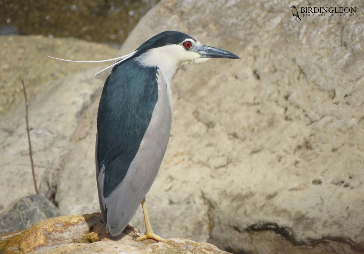 BIRDINGLEON: ¡MARTINETE COMÚN, el Cuervo de la noche!
