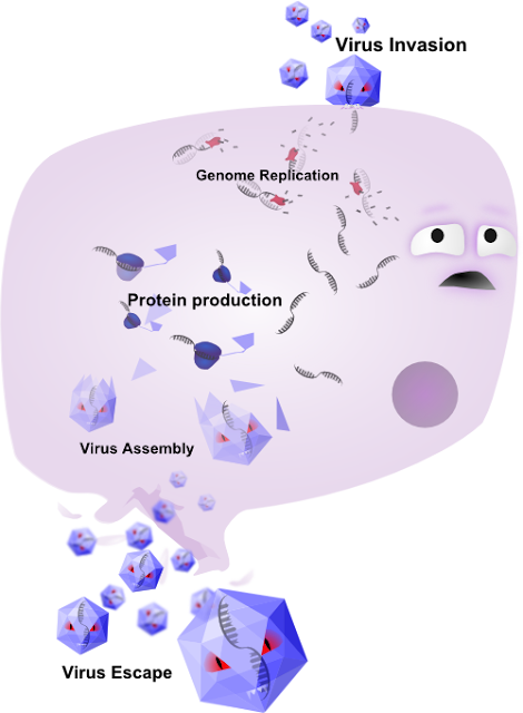 Memoirs of a Defective Brain: #MicroTwJC: Dicing up Viral Genomes