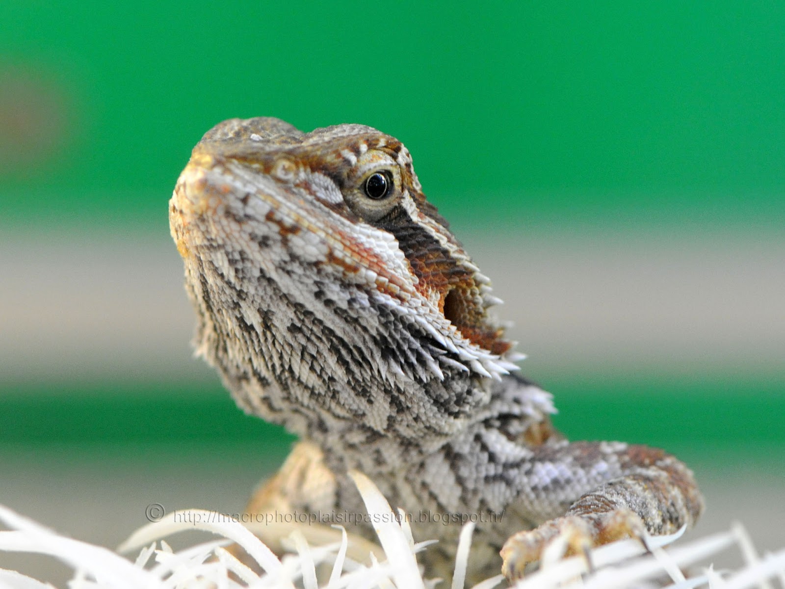 Macrophoto plaisir passion: L' Agame barbu, Pogona Vitticeps