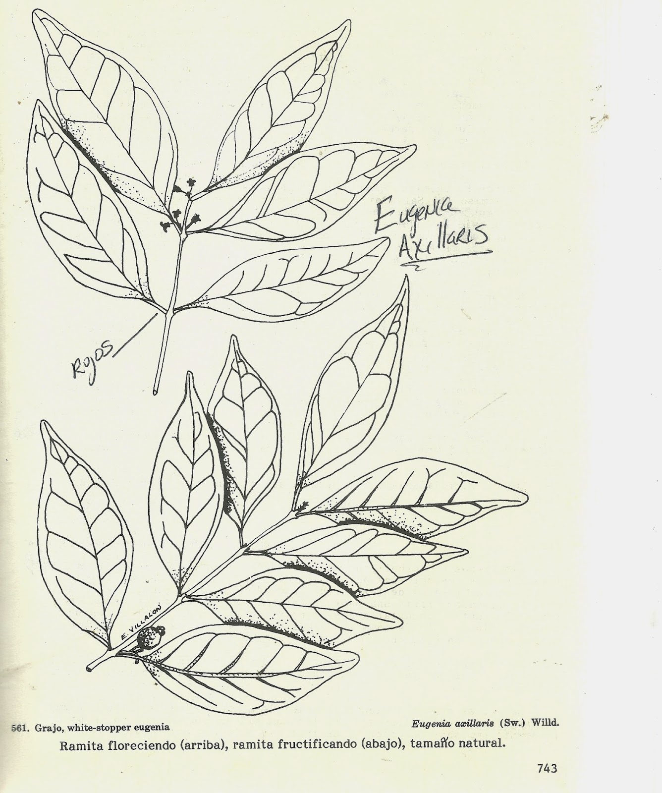Flora de Puerto Rico Ilustrada Papo Vives: MYRTACEAE EUGENIA AXILARIS ...