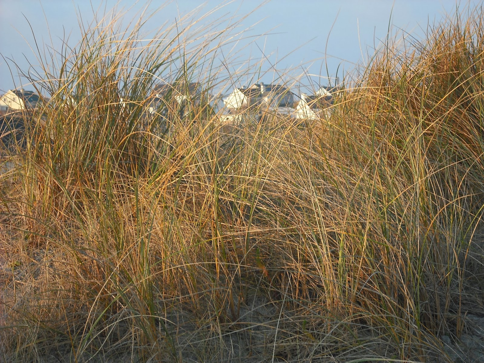 The Aran Basketmaker