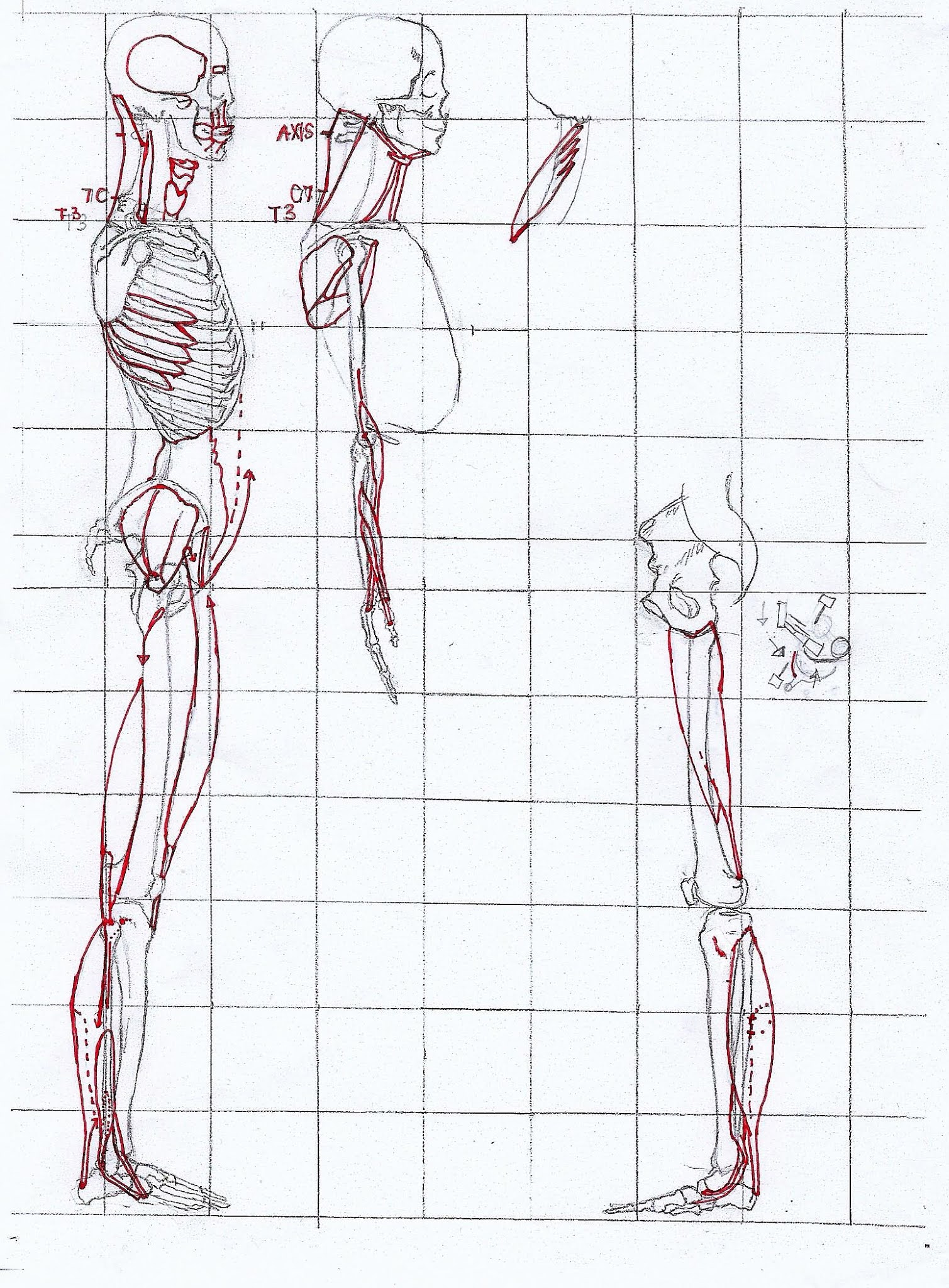 Artistic Anatomy Glasgow: Grid Gym: advanced female surface anatomy ...