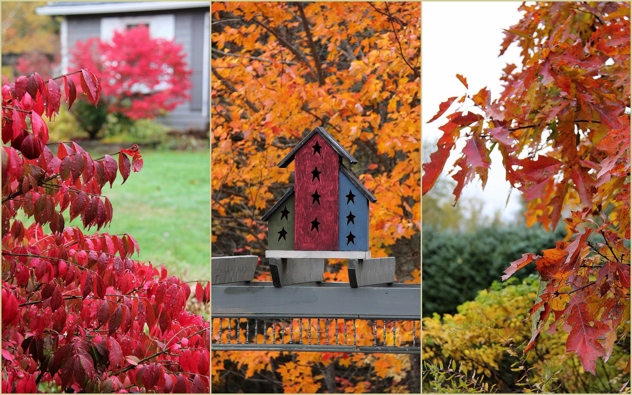 Aiken House & Gardens: Late Autumn Color in our Garden