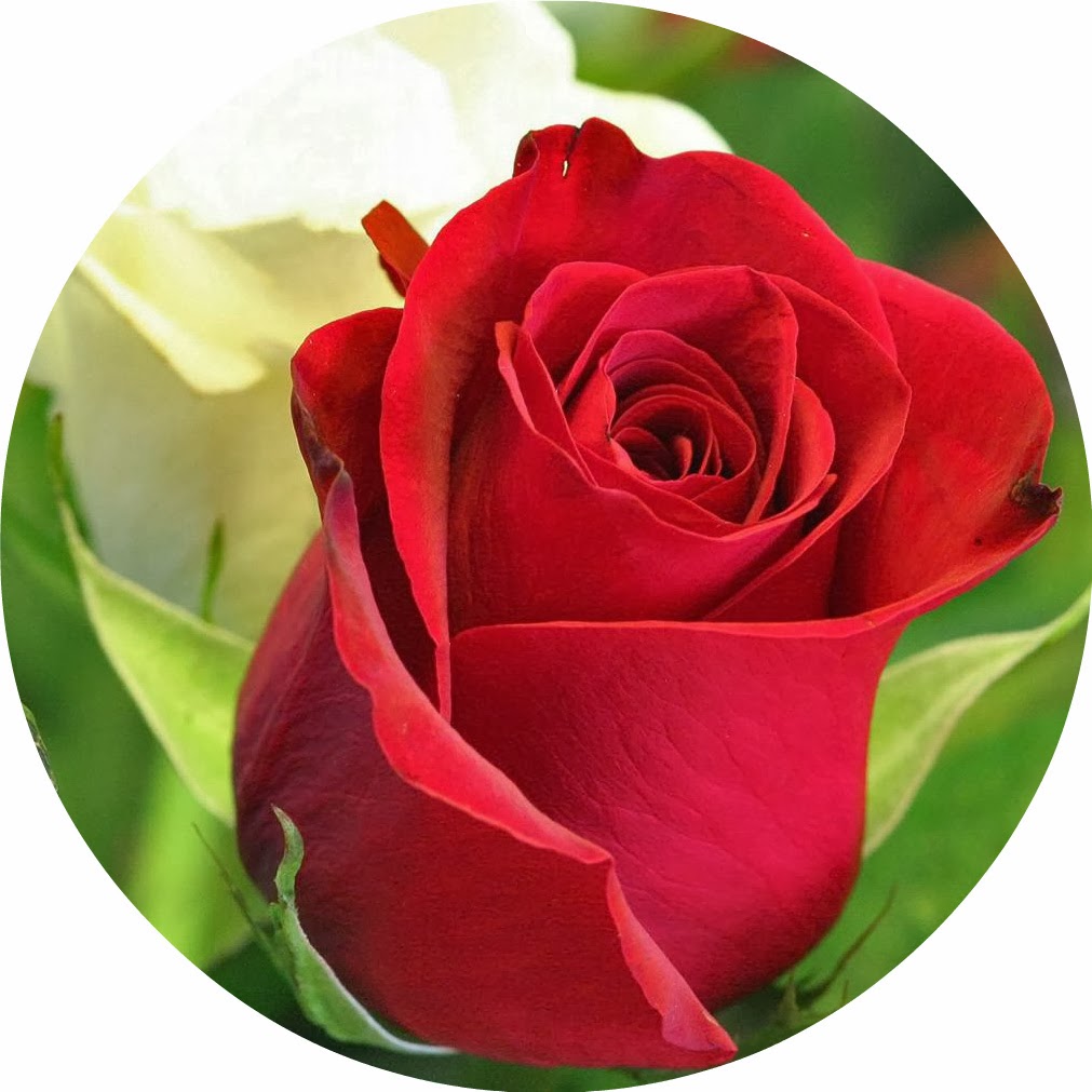 TIENDA ONLINE DE CREATIVIDADES LATINAS: FLORES PAPEL DE ARROZALCS