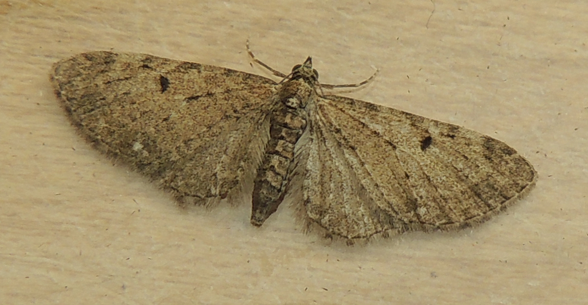 Ceredigion Moths: Golden-rod Pug