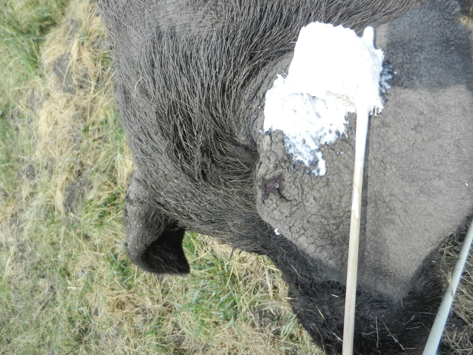 The Midlife Farmwife: Parasite War