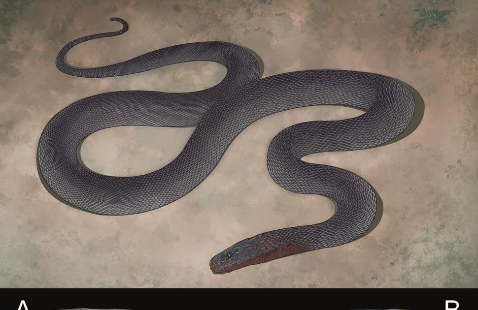 Species New to Science: [Herpetology • 2020] Achalinus zugorum ...