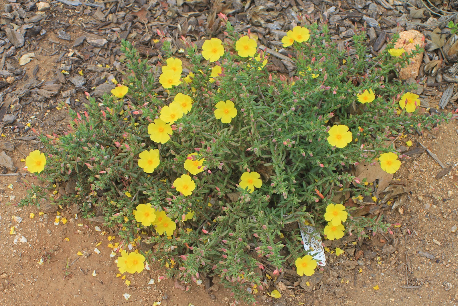 Camissonia's Corner: It's been the best bloomin' year ever! Por que?!