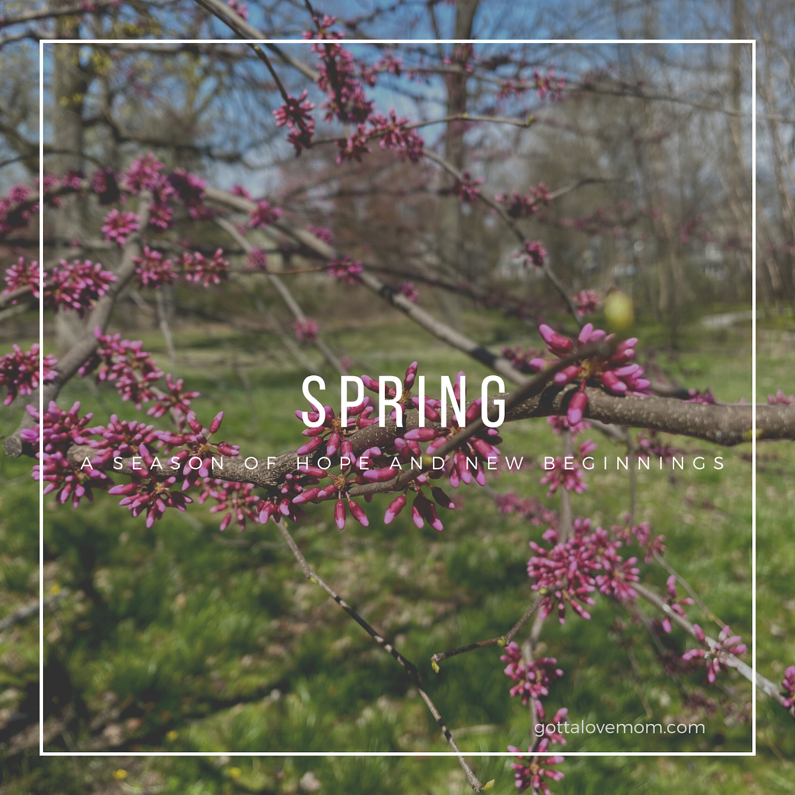 Spring: A season of hope and new beginnings