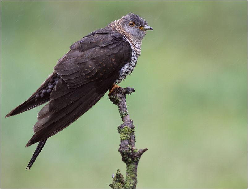 wilde perspektiven: Kuckuck