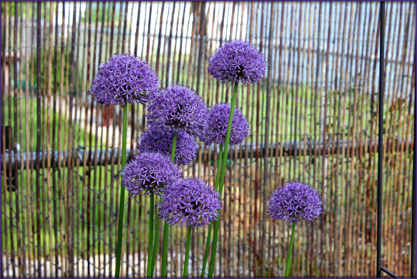 Through Carol's Lens: In the Allium Family