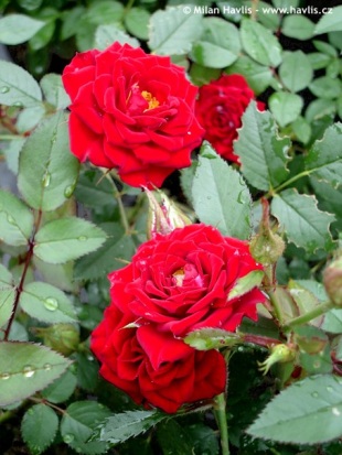 All Colors of Rose is here.......: Red rose