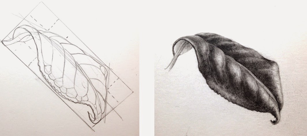 Dianne Sutherland: Drawing and Seeing