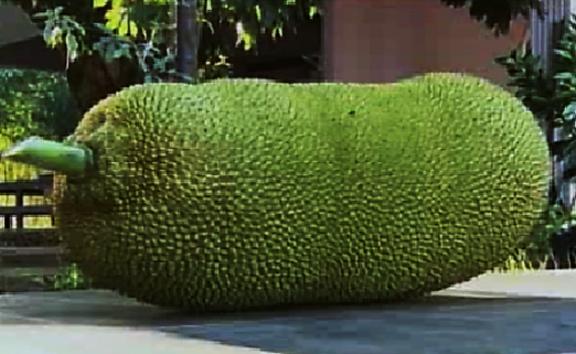 Blog do M@rcondes: Produtor colhe jaca de 38 quilos, considerada a ...