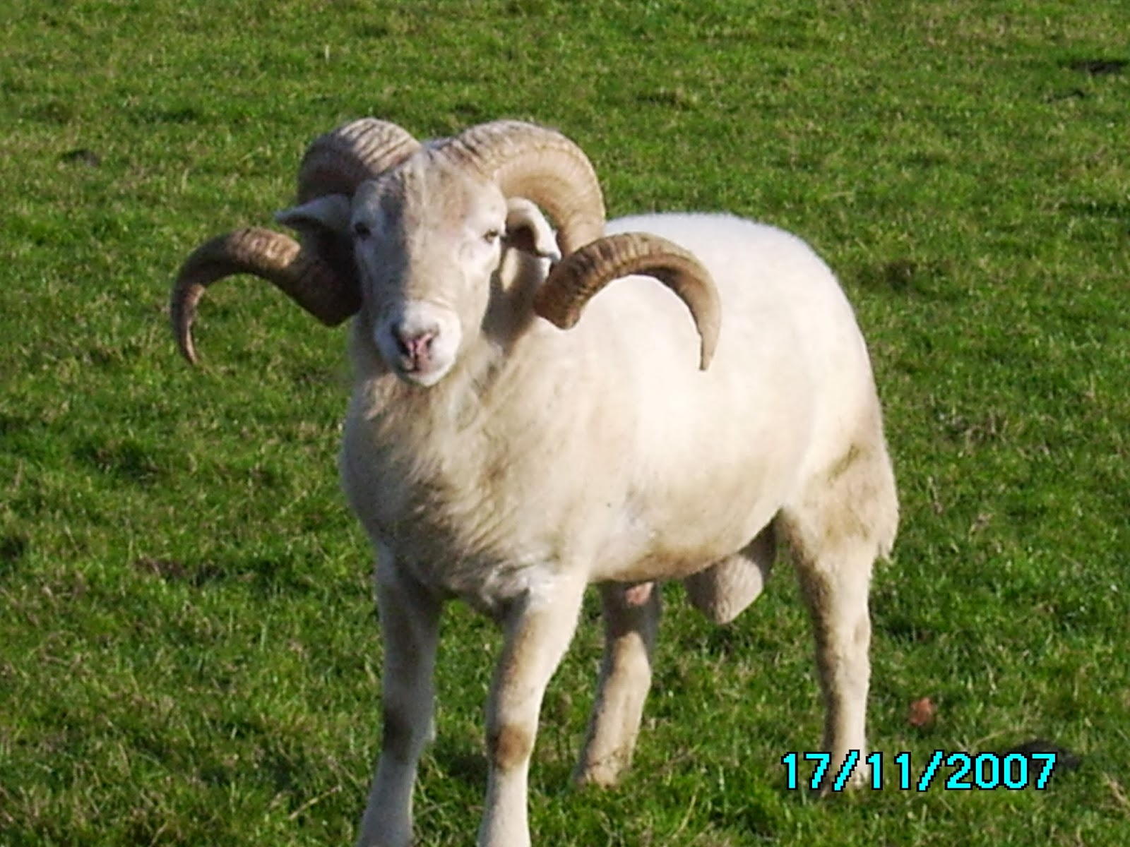 Ram's Horn: Sheep and mountain goats, and some adorablosity