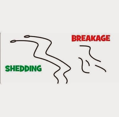 Breakage Vs Shedding Part 1. - KL's Naturals