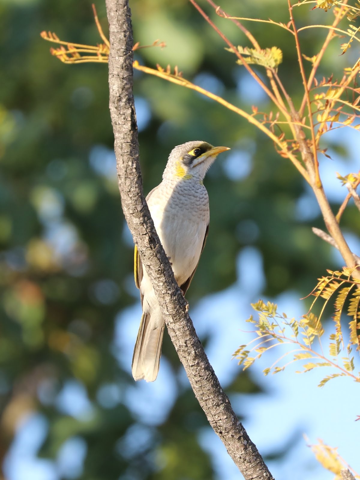 National Park Odyssey: Mount Scoria Conservation Park, Thangool, QLD.