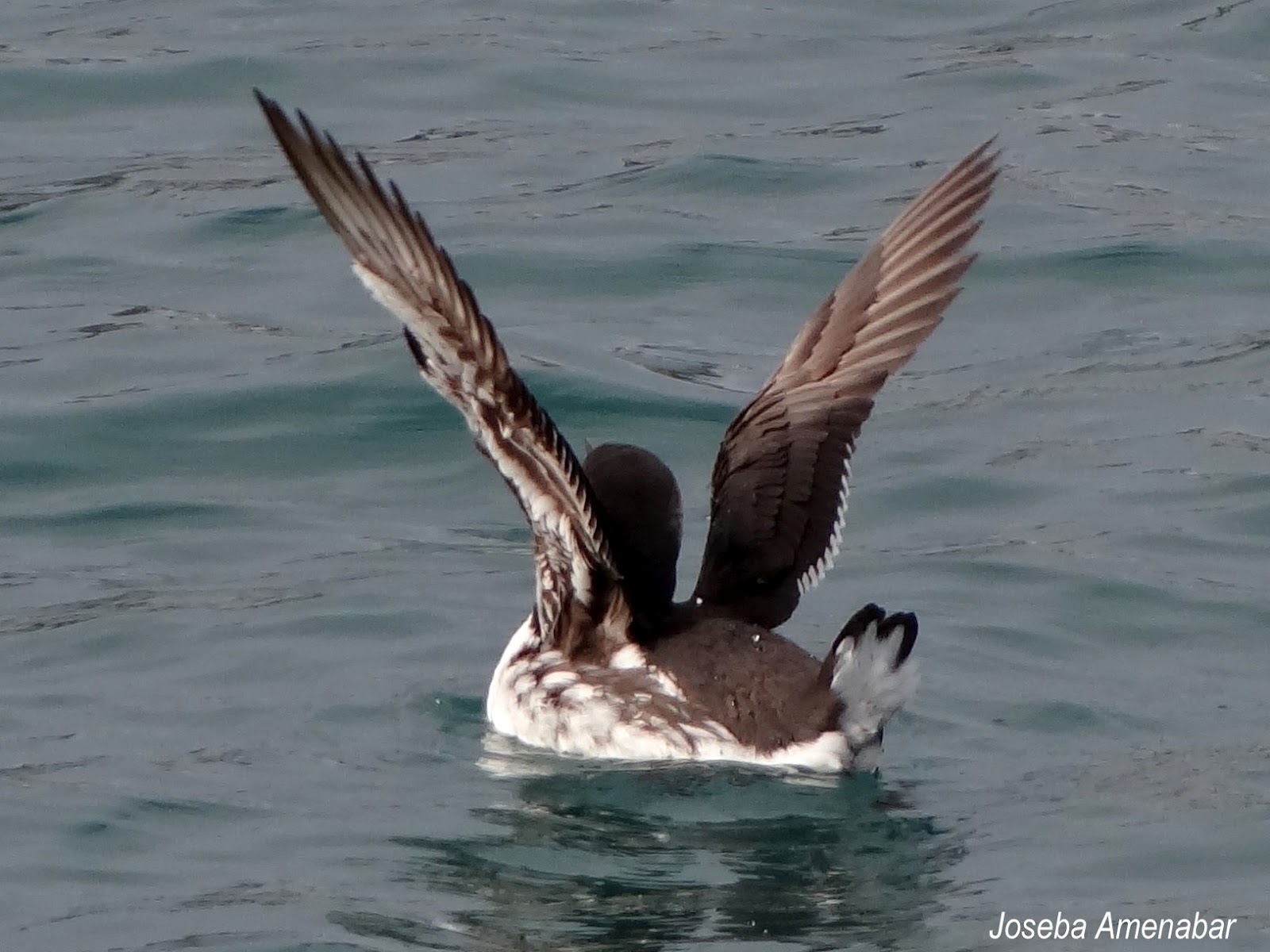HEGAZTIKLIK: ARAO (Uria aalge)
