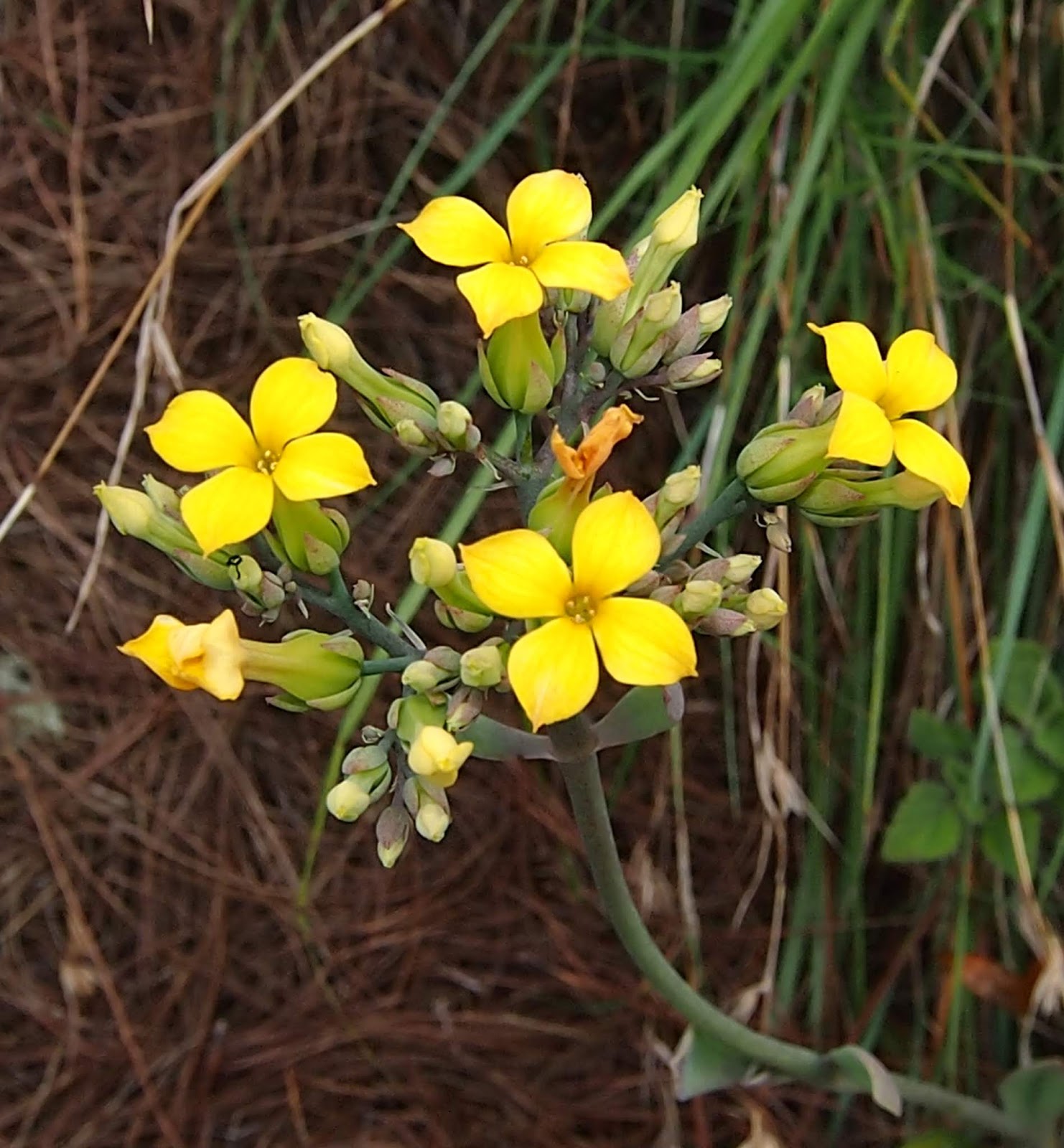 Native Philippine Flowers