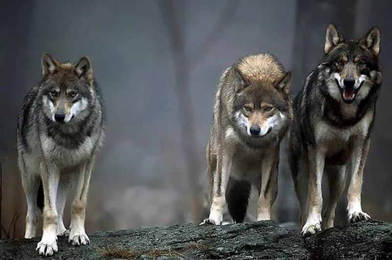 STOP WOLF HUNTS: WISCONSIN WOLVES ~ ACTIONS ~ NEWS