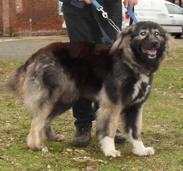 Cães & Cães: Kraski Ovcar - 09