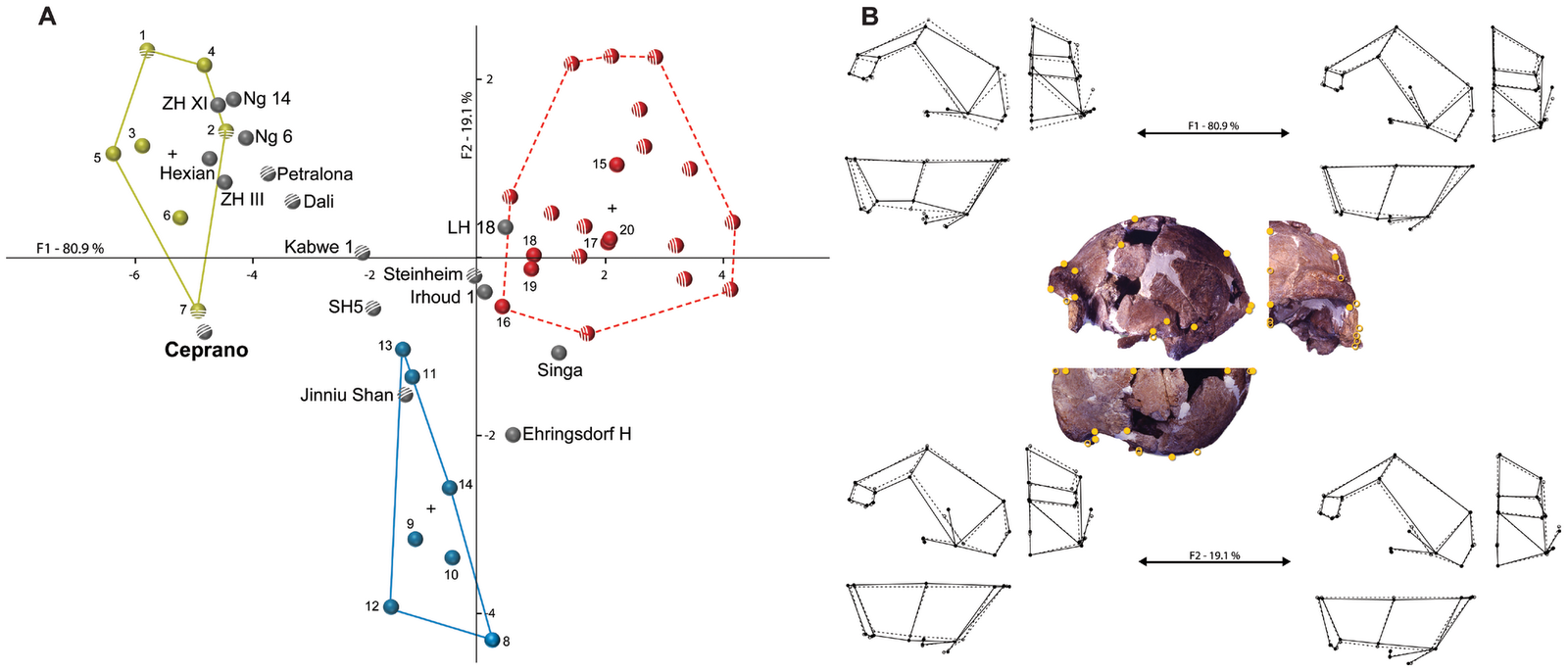 antropologie archeologie: Homo cepranensis je ve skutečnosti ...