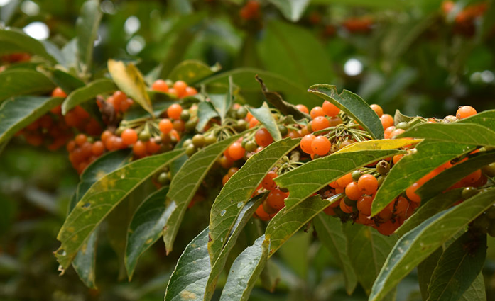 Güitite - La Herbaria