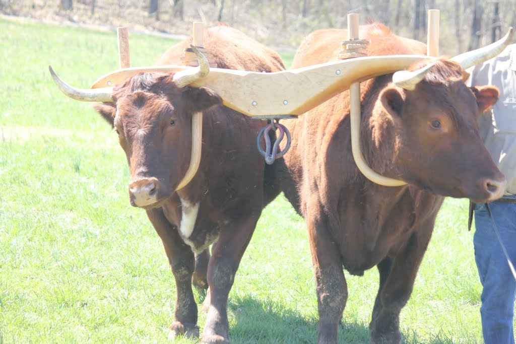 Ozarks Draft Animal Association: Beautiful pictures of horses, oxen, etc.