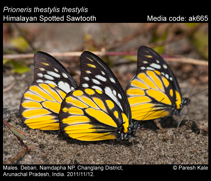 Nature @ IIT Bombay: Angles for butterfly photography