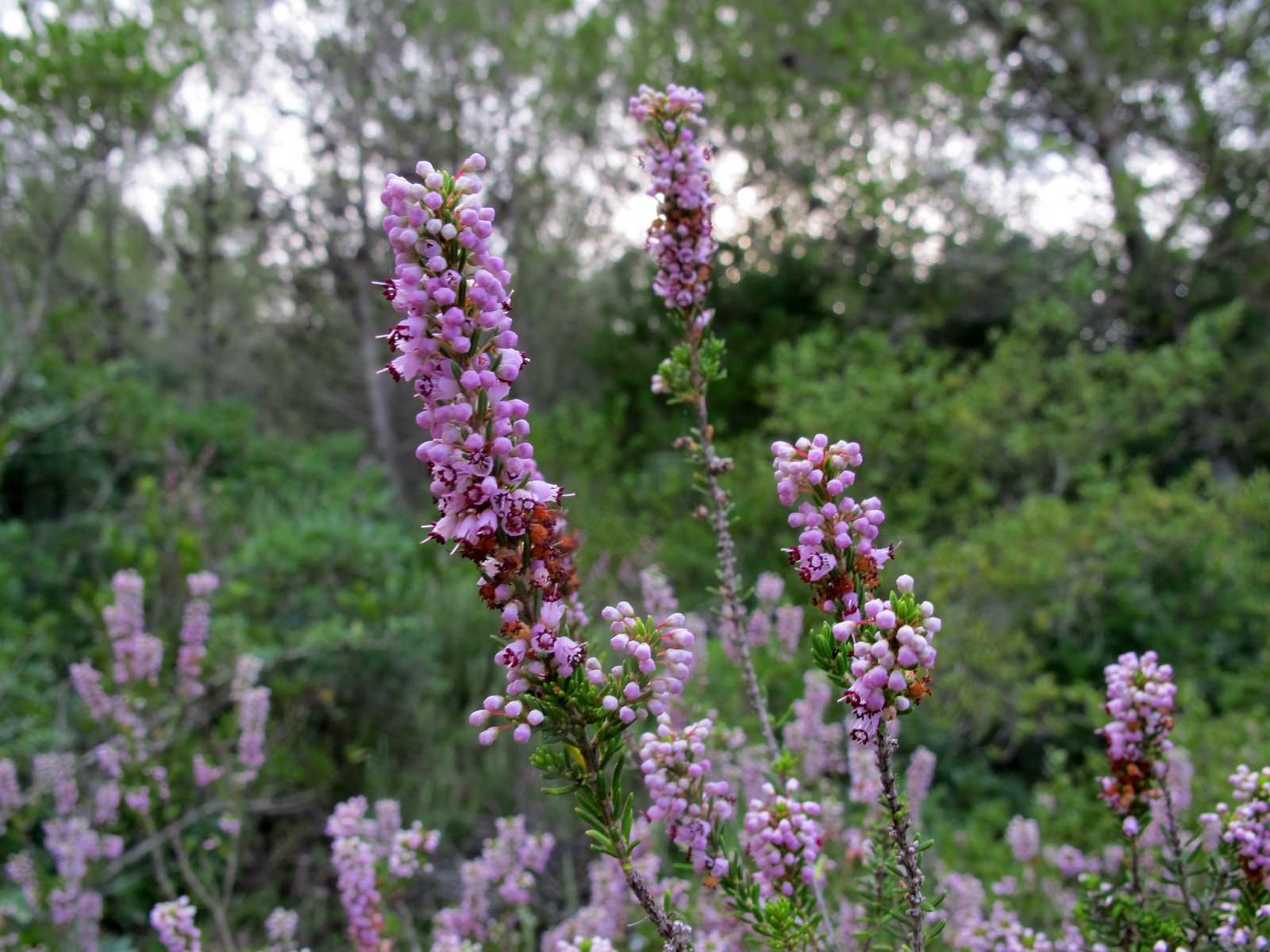 FLORA NEL SALENTO e.. anche altrove: Erica forskalii Vitm. = E ...