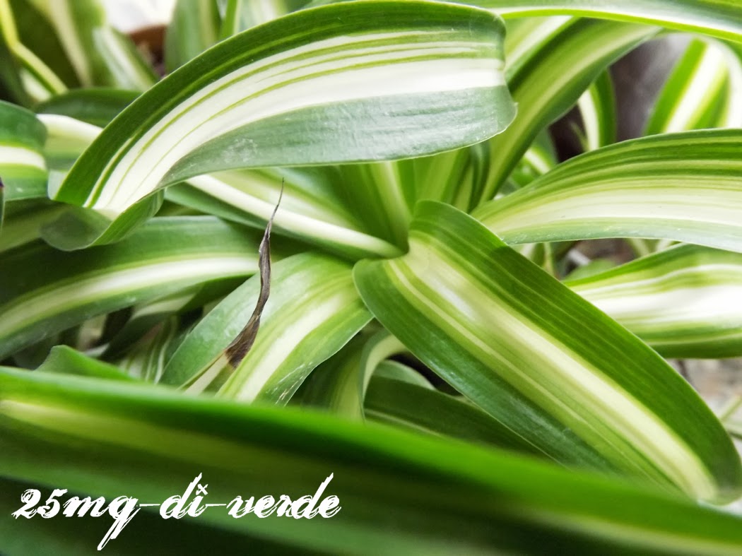 Home sweet home - piante da appartamento - 25mq-di-verde