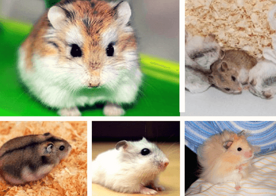 Types of Hamsters - Your Pet Care