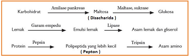 ENZIM - Biology Page