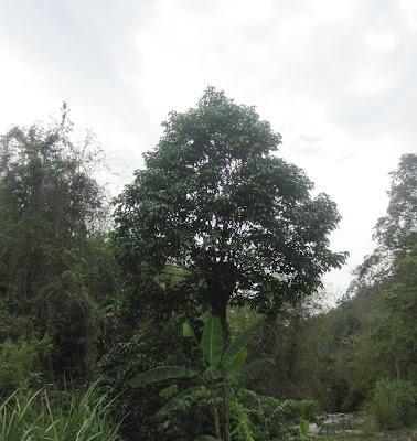 Village View: Local trees of Nagaland