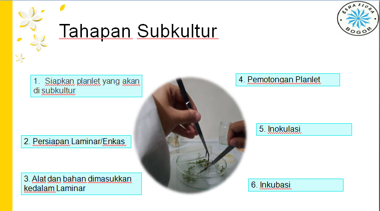 Prosedur Kultur Jaringan ~ ESHA FLORA